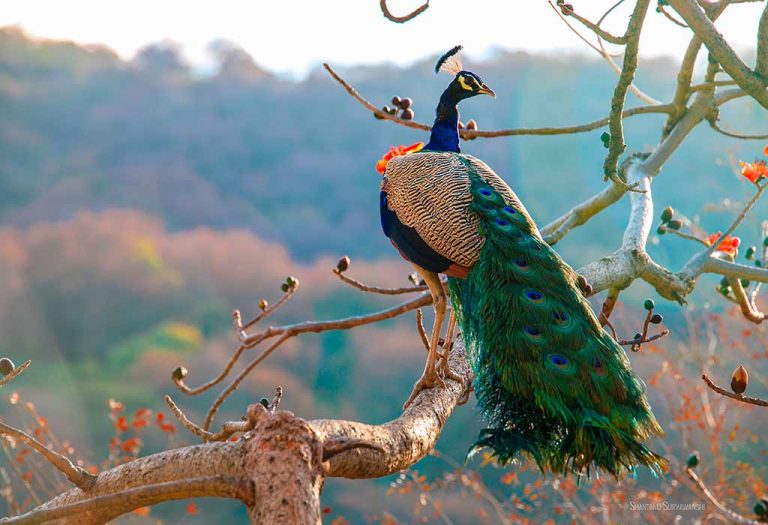 The Peacock Story For Children With Moral