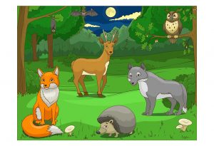 Teaching Your Kids About Nocturnal Animals