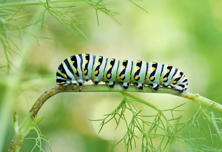 Insects Names In English For Kids