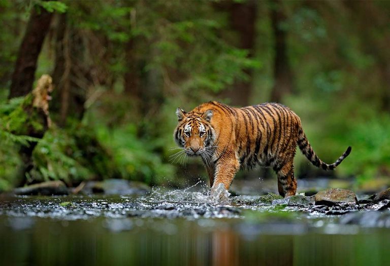 Animal Habitats For Kids - Types And Activities