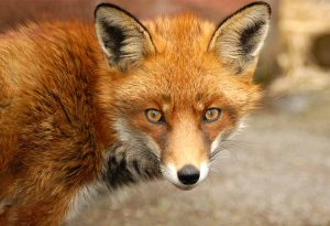 The Cunning Fox Story For Children