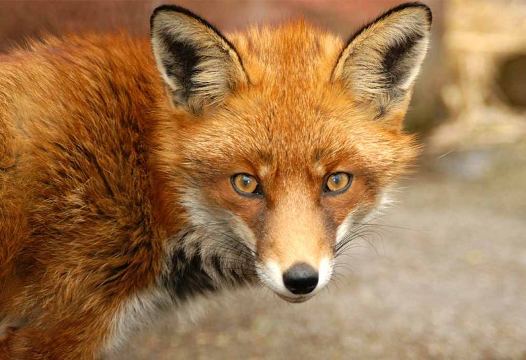 The Cunning Fox Story For Children