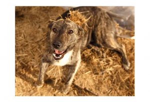 The Dog In The Manger Story For Children With Moral