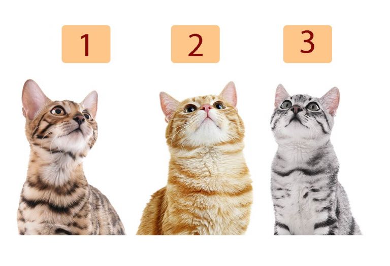 Teach Kids About Cardinal Numbers To Improve Their Math Skills