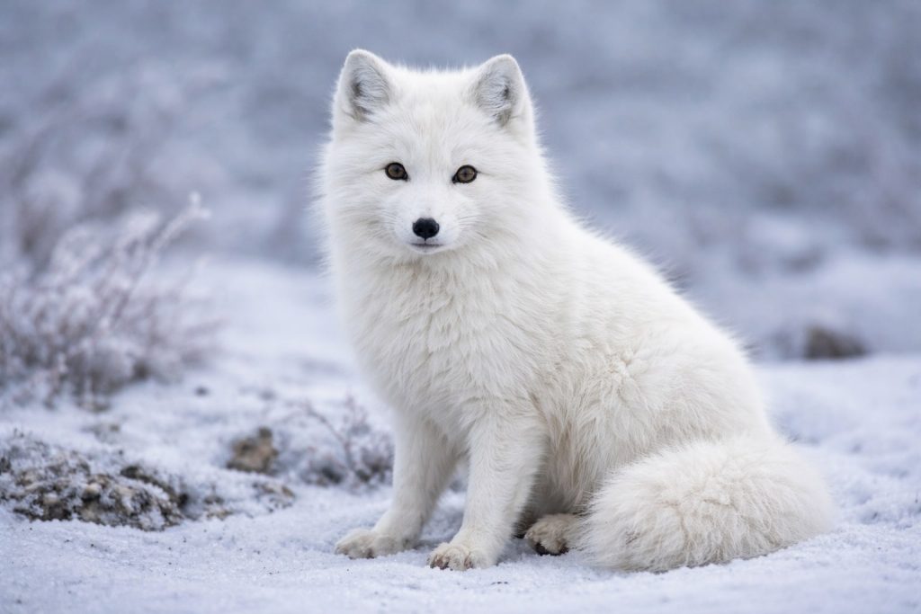 Animals That Start with A – List with Pictures