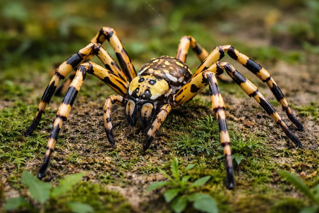 Animals That Start with A – List with Pictures