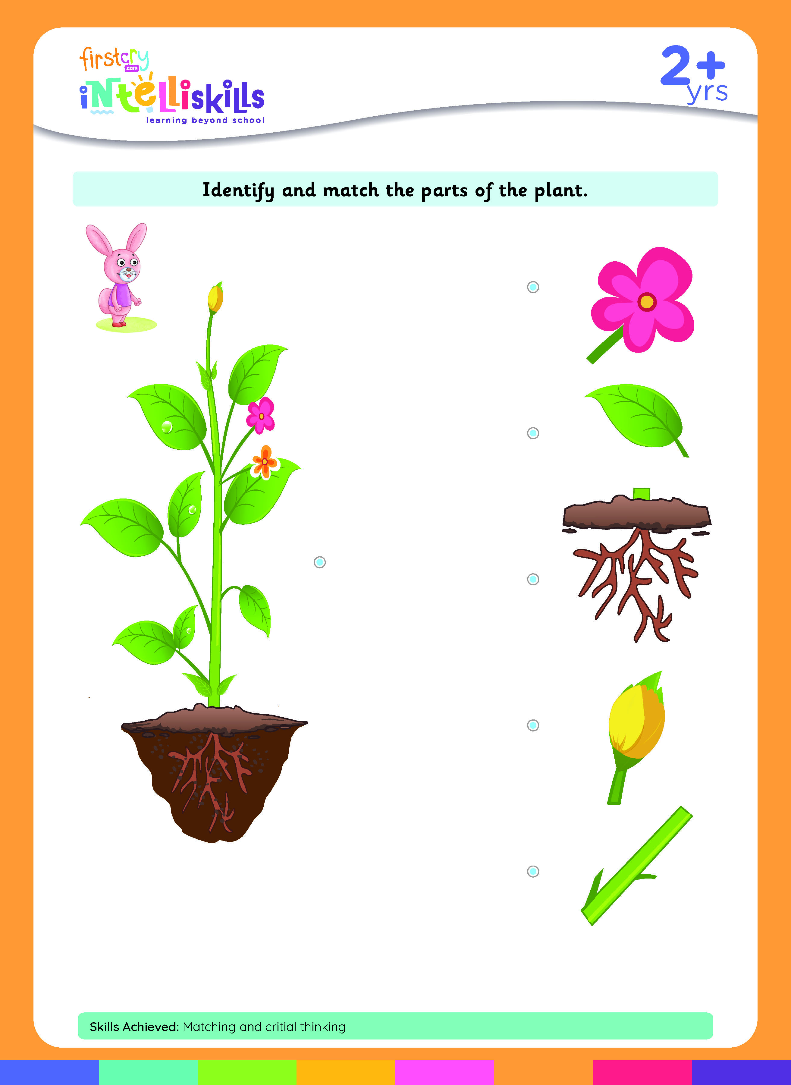Parts Of Plants Worksheet